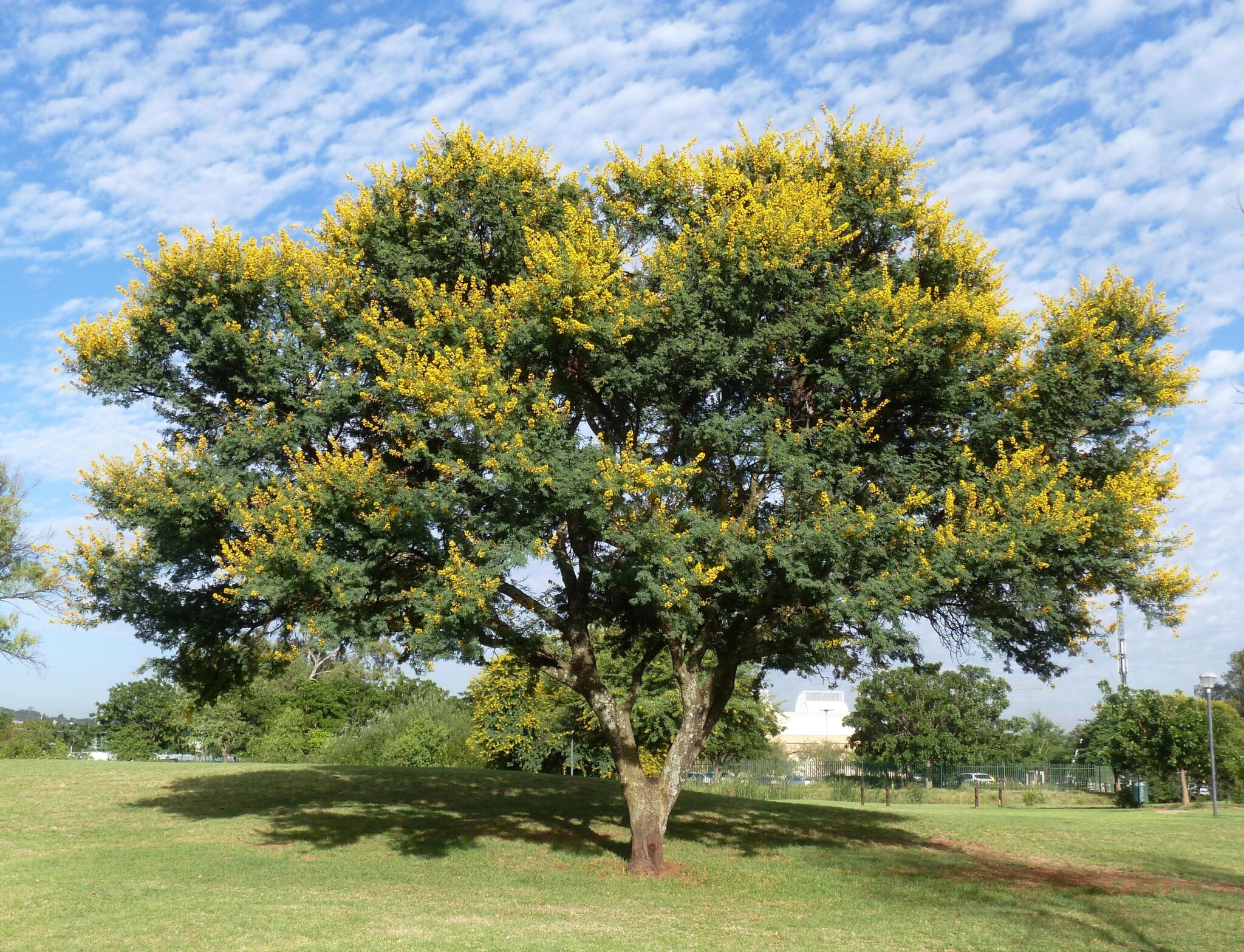 Vachellia karroo – Eco Restoration