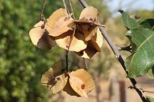 Combretum imberbe – Eco Restoration