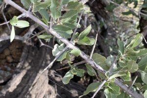 Combretum imberbe – Eco Restoration