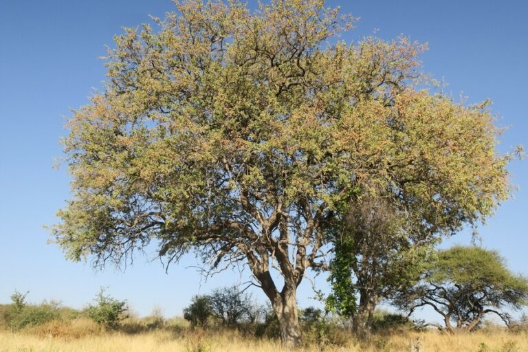 Combretum imberbe – Eco Restoration